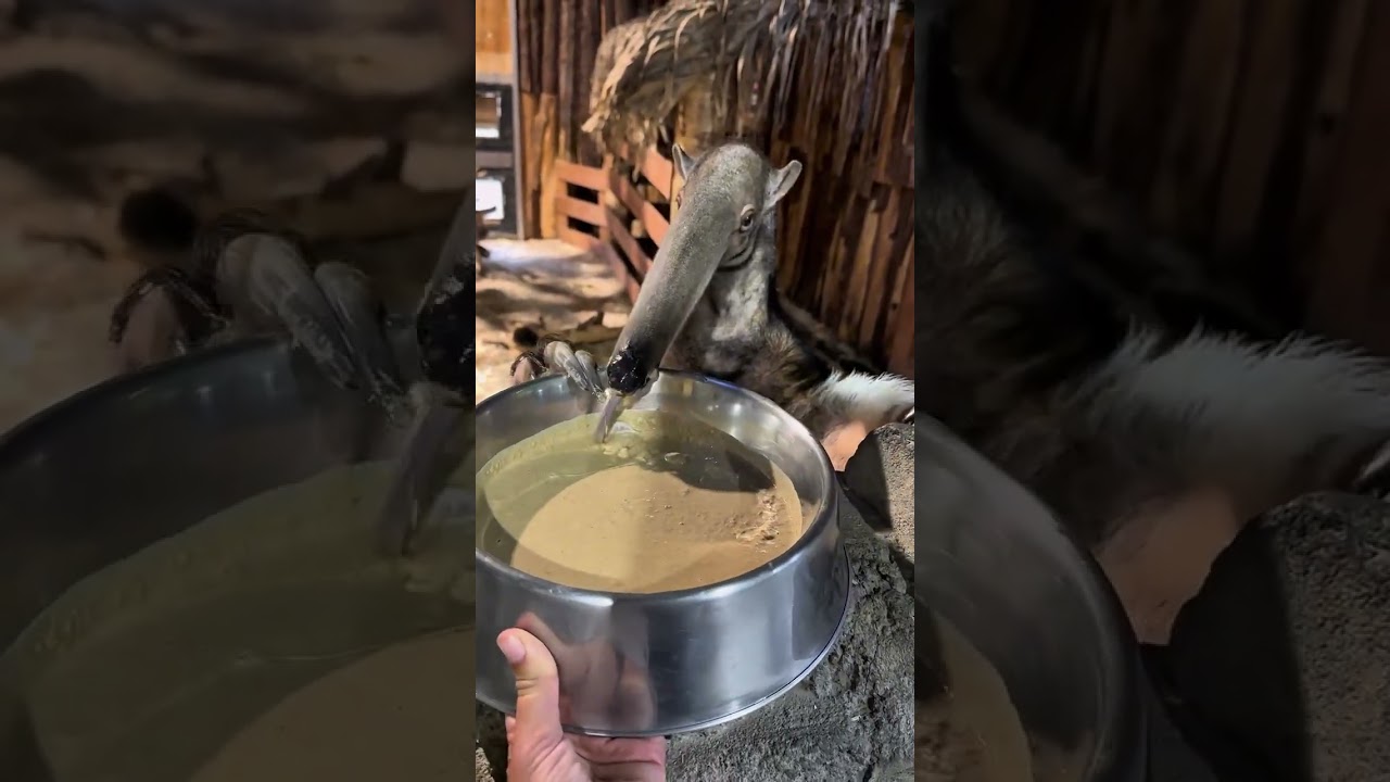 Anteater enjoys dinner while searching for tasty insects