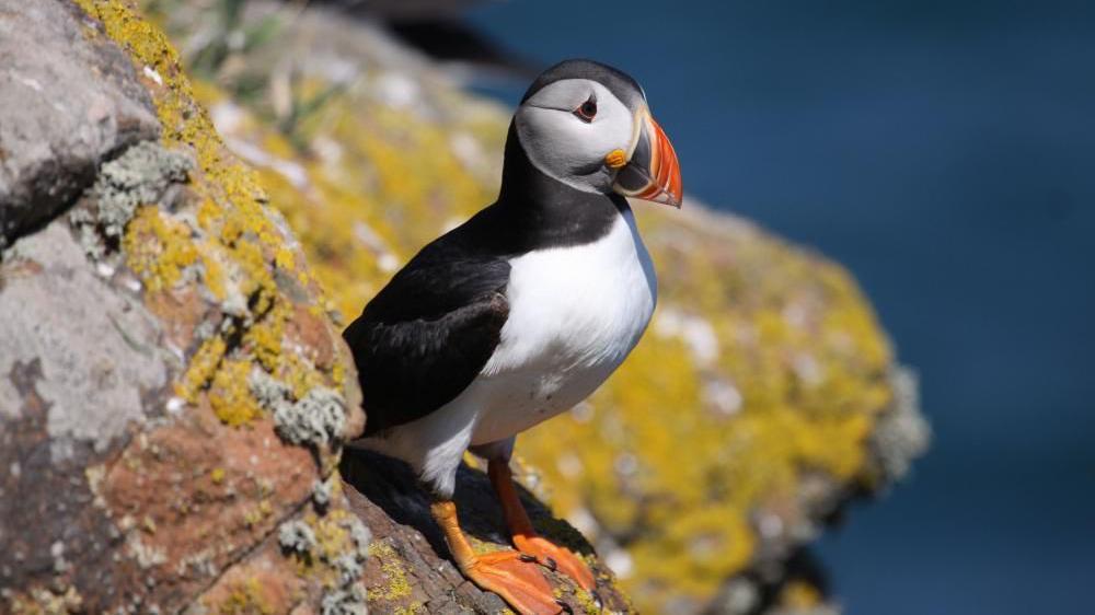Stay on this stunning island for free if you're willing to count puffins