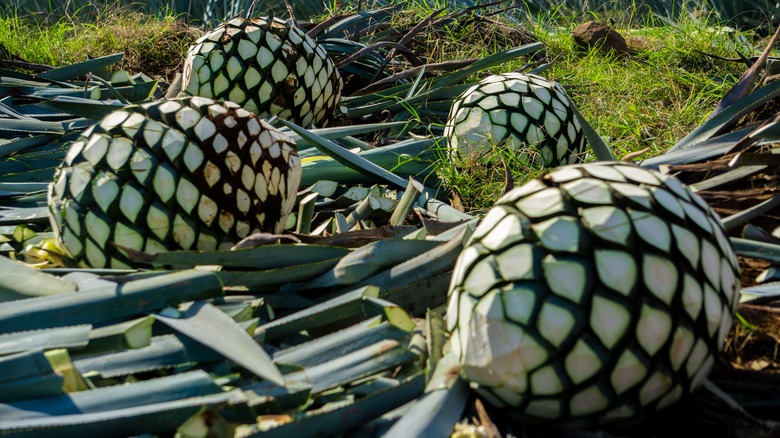 What's the difference between tequila and mezcal?