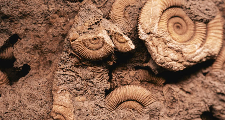 Scientists didn’t expect life to return this fast after Earth’s first ...