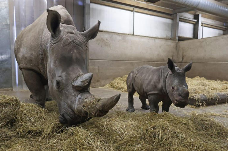 I went behind the scenes at Knowsley Safari Park and one thing made it ...