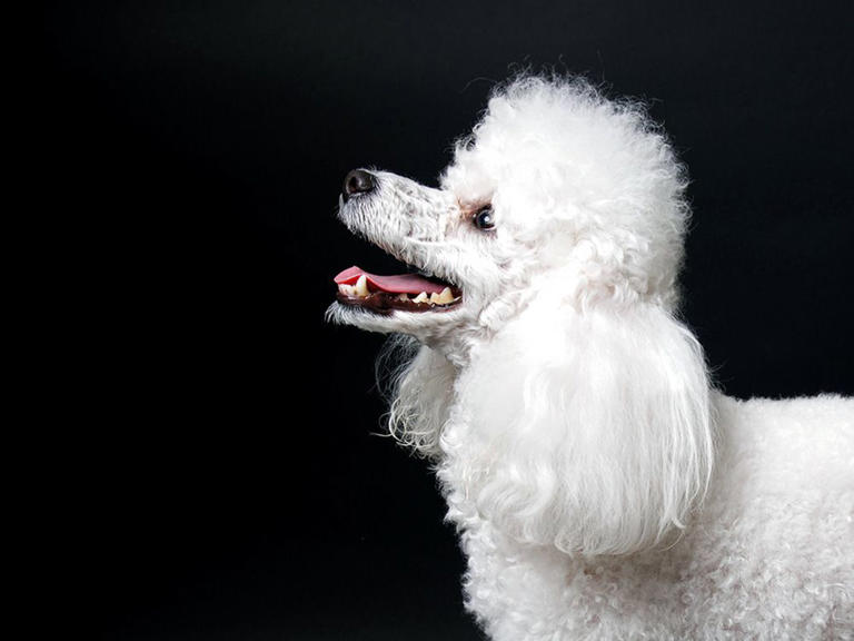 Ontario taxpayers hit with $98K care bill after 55 miniature poodles ...