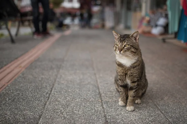 After an owner dies, a cat keeps searching: the science behind that waiting