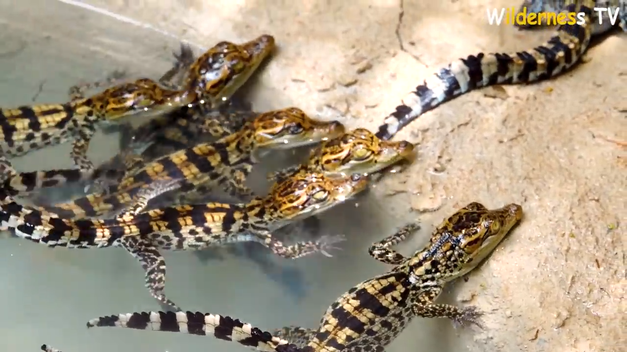 We tried to dig a secret crocodile pond underground, then the jungle ...