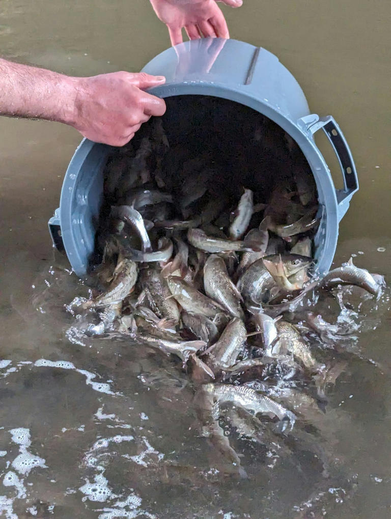 How your rod licence money was spent