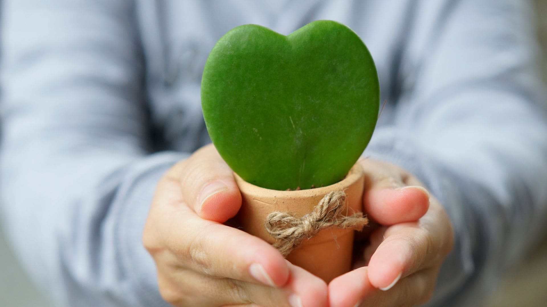 La original planta con hojas de corazón que decora cualquier rincón y ...