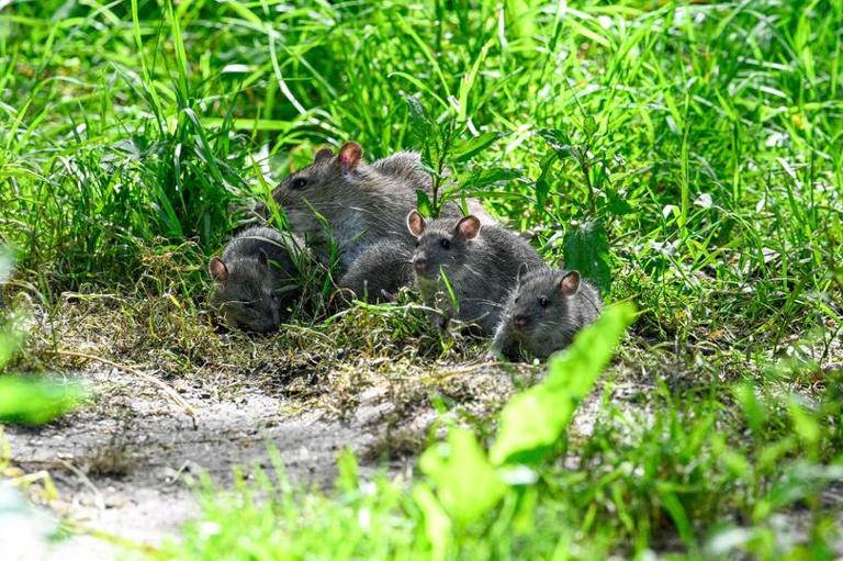 Major UK broadband provider forced into administration as cables destroyed