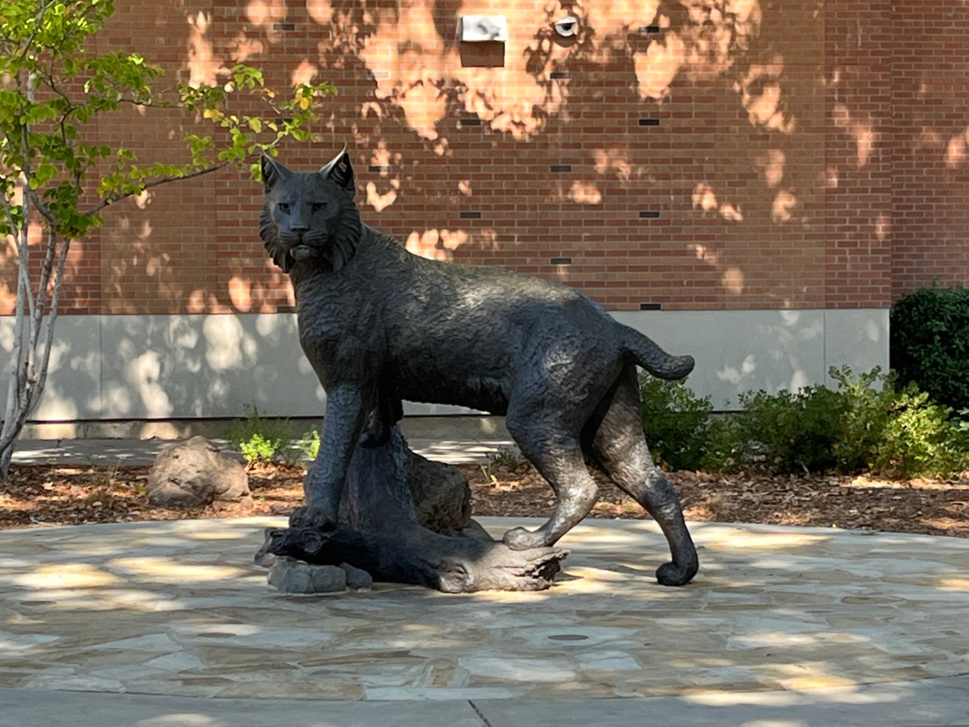 Chico State ranks among best for online programs in 2026