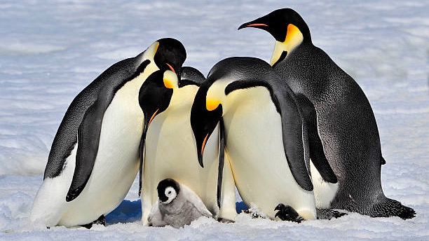 Pinguin-Kot produziert extreme Mengen an Lachgas