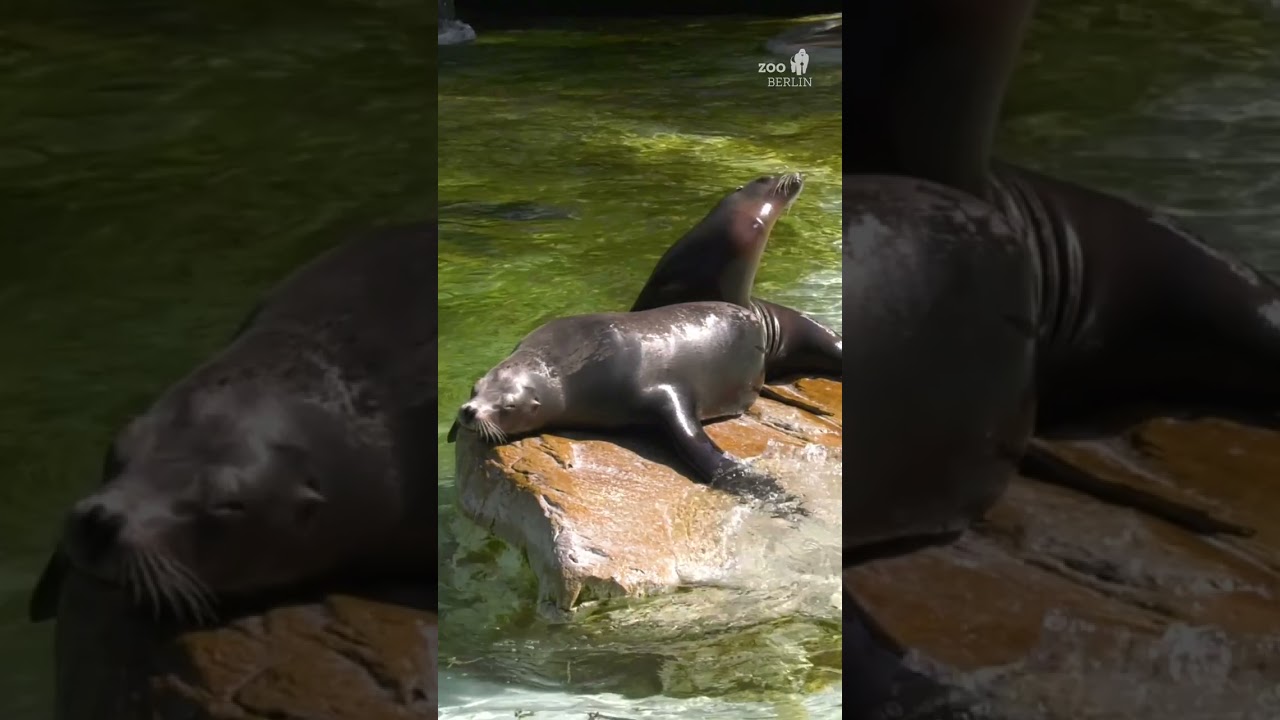 California sea lions party in the sun and splash wildly