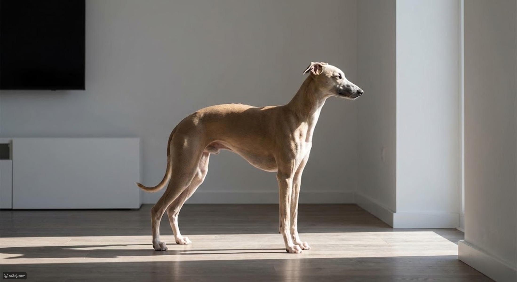 10 low-maintenance dog breeds for busy people