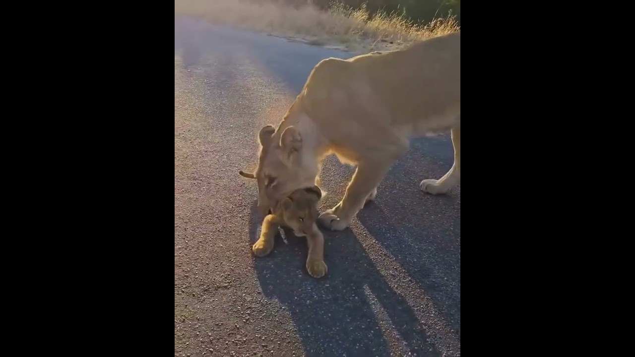 Hear a baby lion call out for its mother in the wild