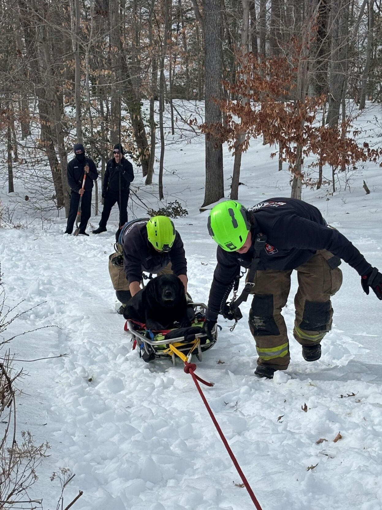 Firefighters rescue 'grateful' dog after slide down icy embankment in ...