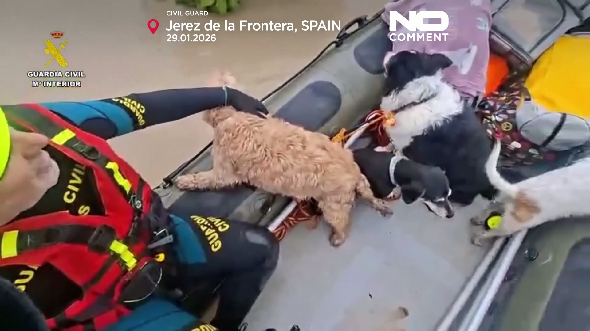 Espanha: gatos e cães resgatados após cheias no sul do país