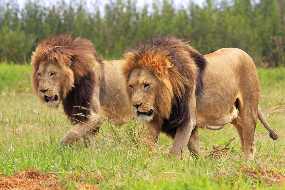 Bizarre animal facts that sound completely fake