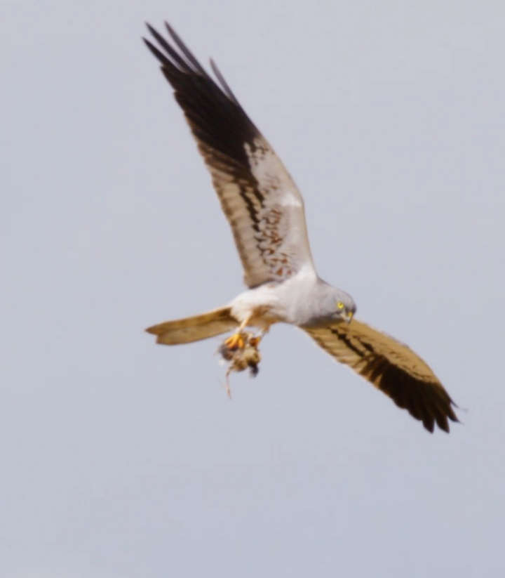 Rare images reveal Britain’s most elusive breeding raptor in action