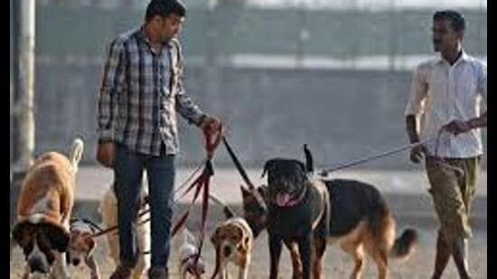 Prayagraj Municipal Corporation plans ban on pet walks in park premises