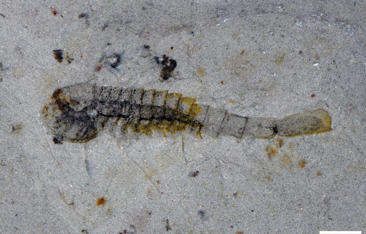 Une centaine d’espèces animales anciennes et inconnues découverte en Chine