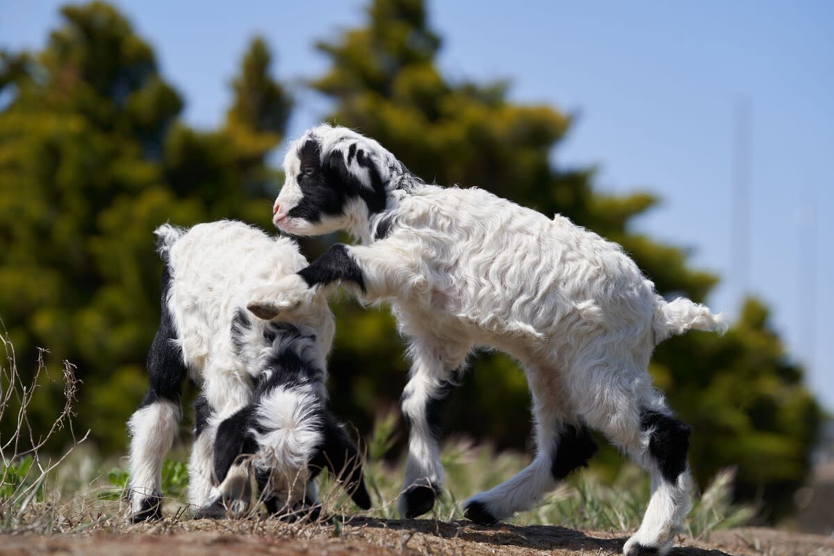 Goat kids hilariously attempt to climb their patient donkey friend