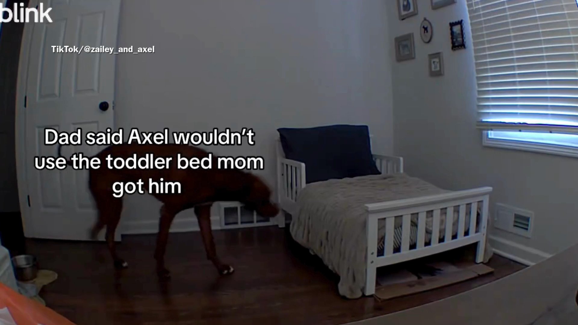 Internet obsessed with pit bull mix relaxing in his toddler bed