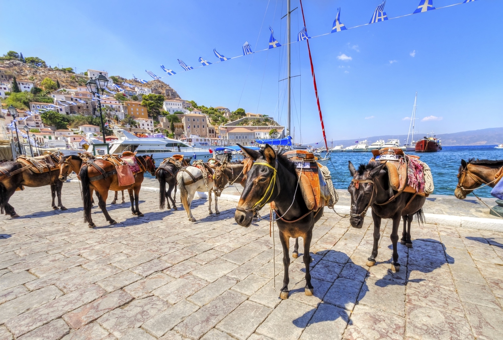 World Donkey Day: Facts and fun trivia