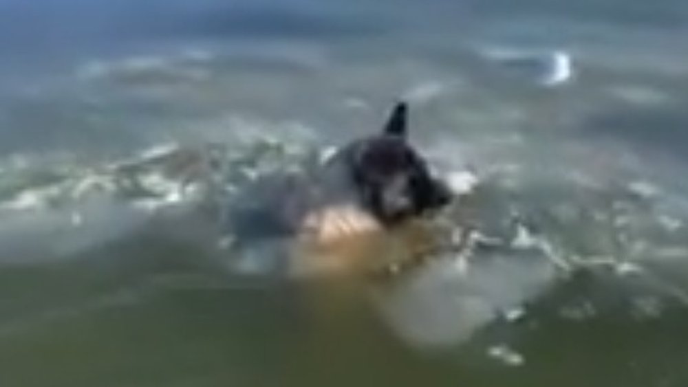 Last minute: Firefighters rescue adorable dog from frozen lake