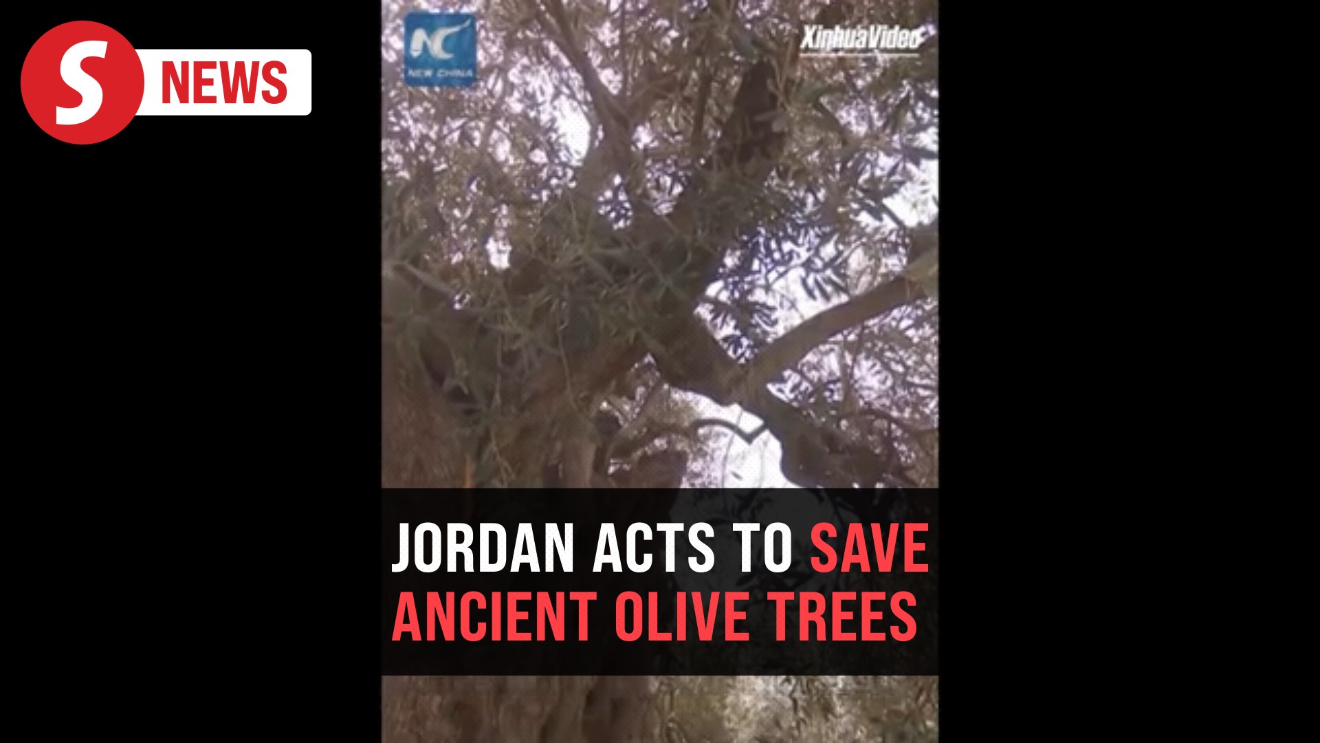 Jordan moves to protect 2,000-year-old olive trees