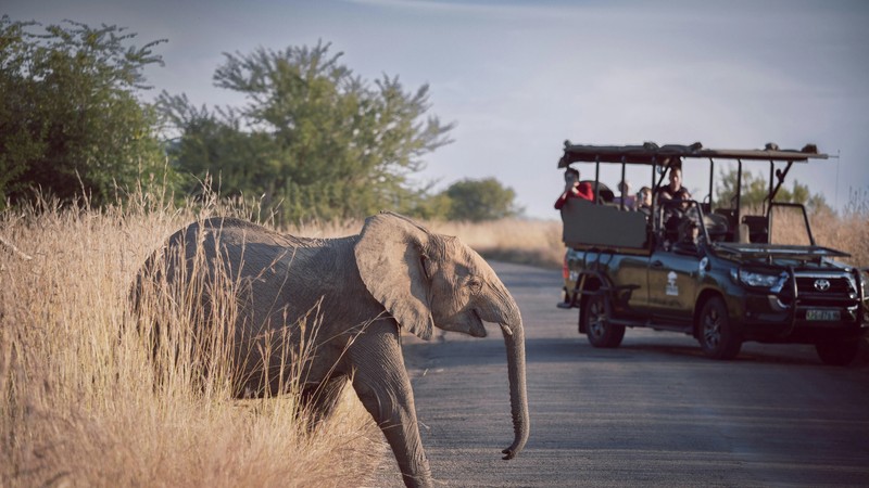 Supreme Court rejects safari operator's indemnity defence after tourist ...