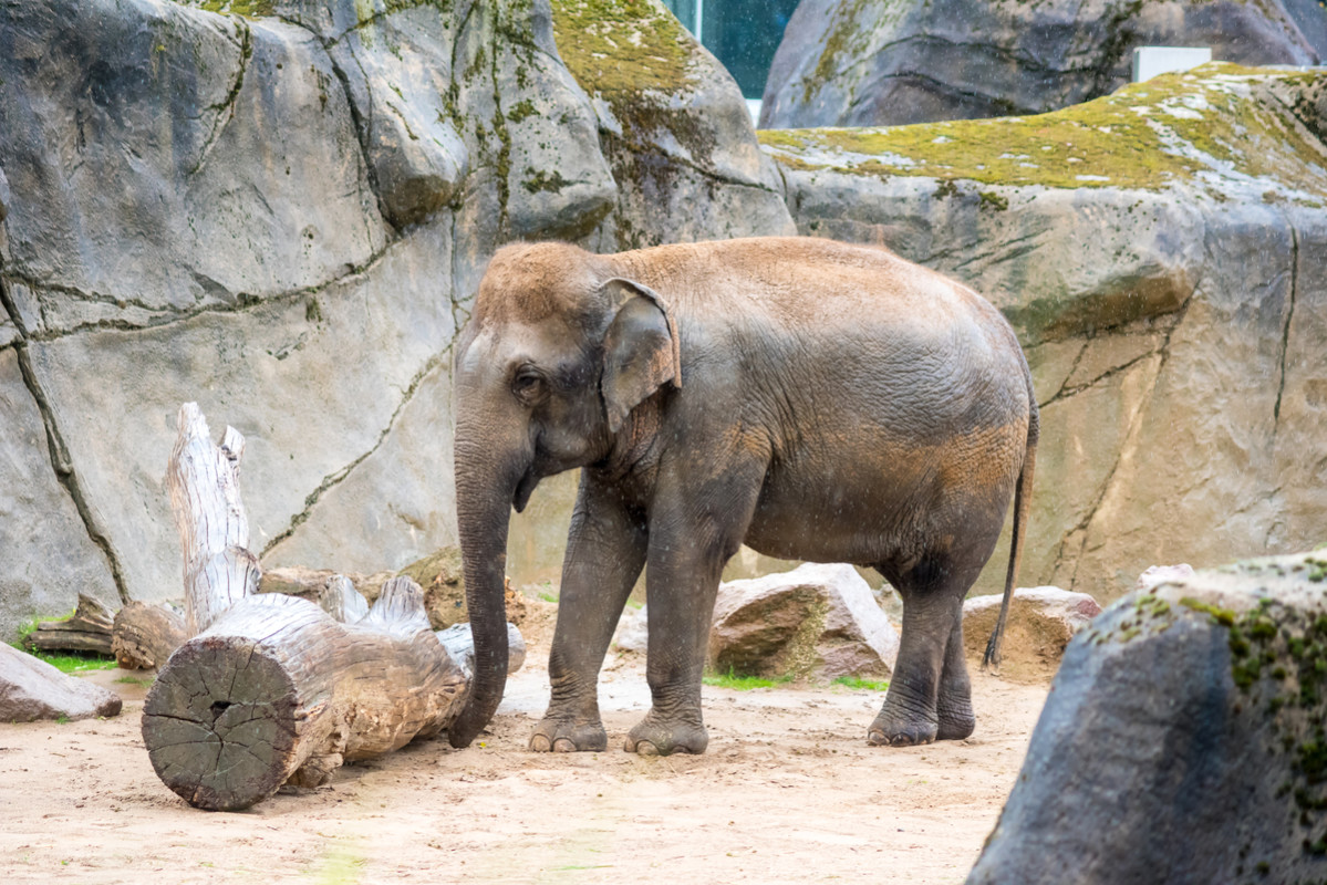 This clever elephant 'built a step stool' to reach snacks at Blackpool Zoo