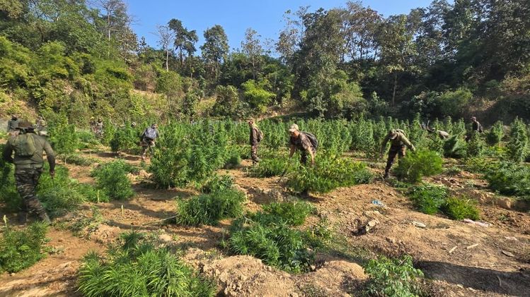 Assam Rifles uproot Rs 41.5 crore cannabis plantations in twin strikes ...