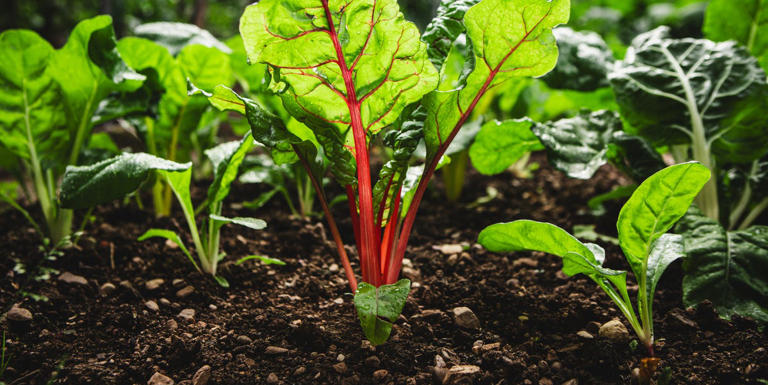 How to master growing rhubarb, including how to do 'the twist'