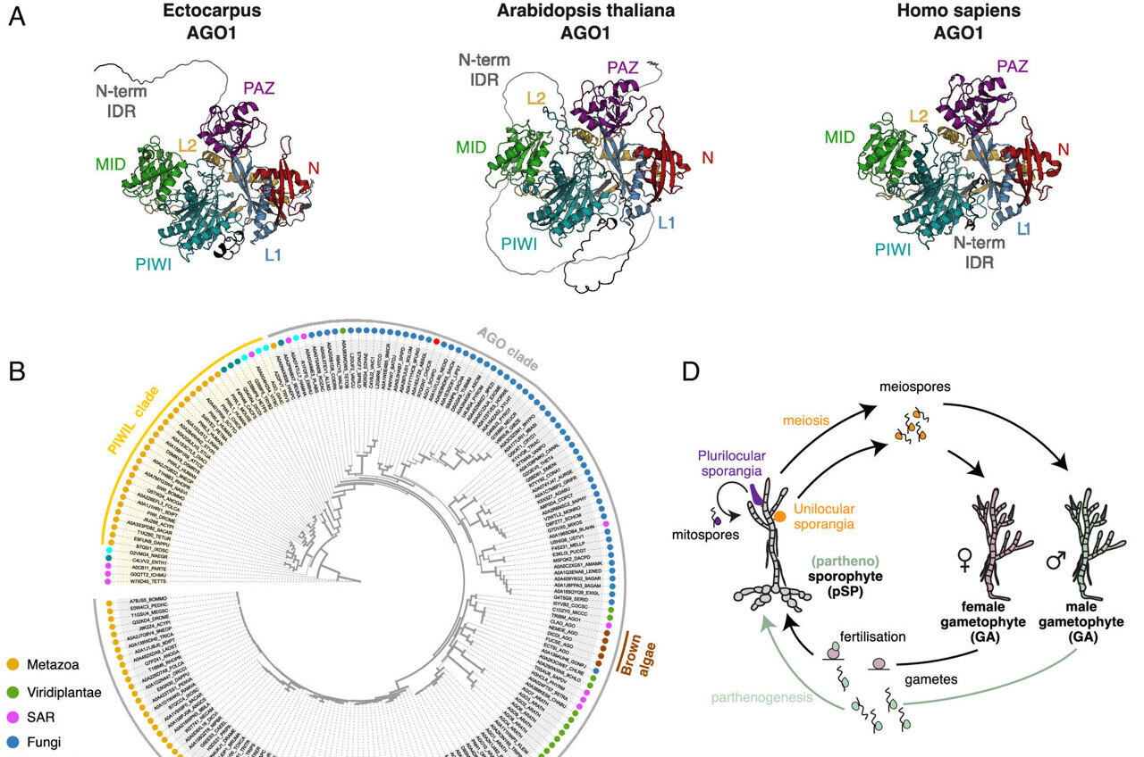 One single protein, one big decision: How brown algae know when to ...