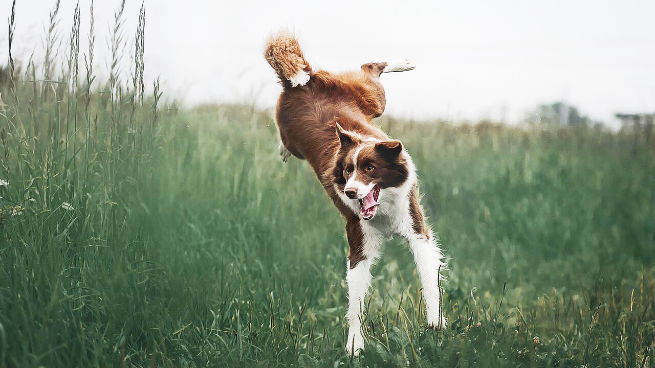 15 dog breeds that are smart enough to out-stubborn you