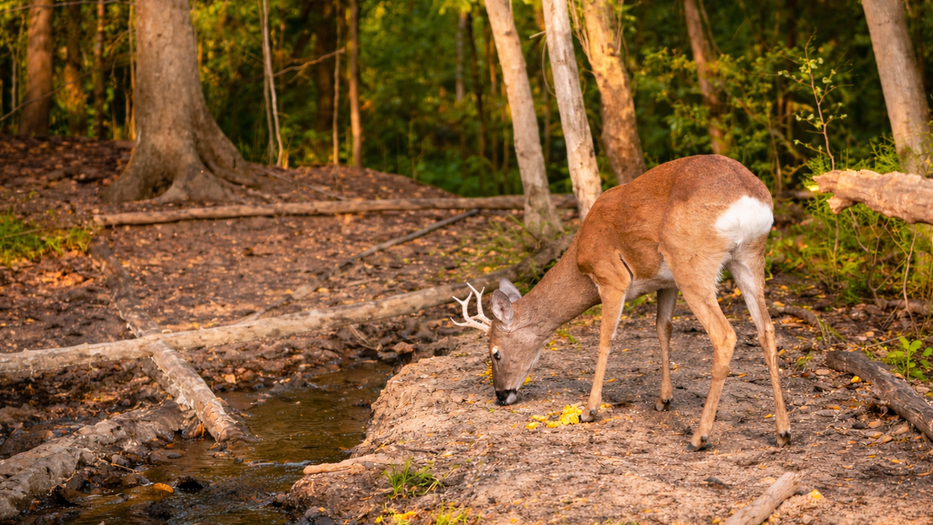 Animals passing through my camera trap location