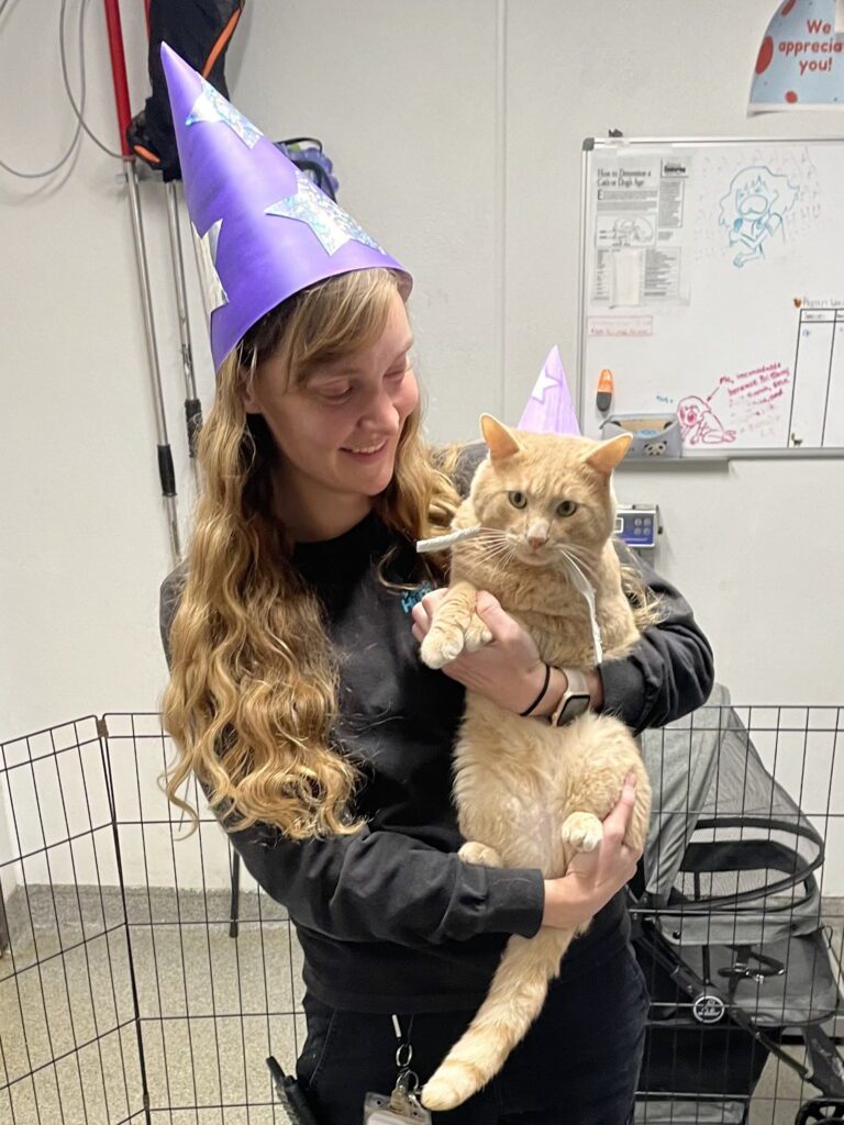 Cat who survived coyote attack celebrates survival with party