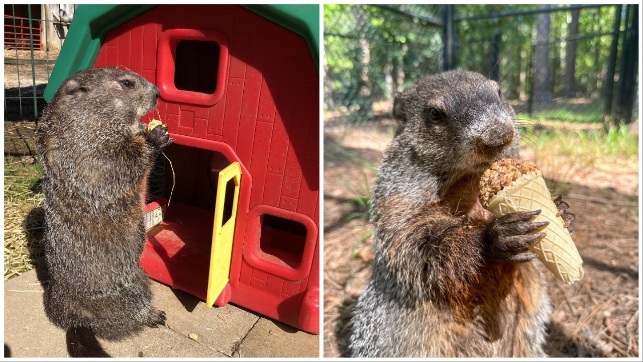 Two Georgia groundhogs set to make Groundhog Day predictions