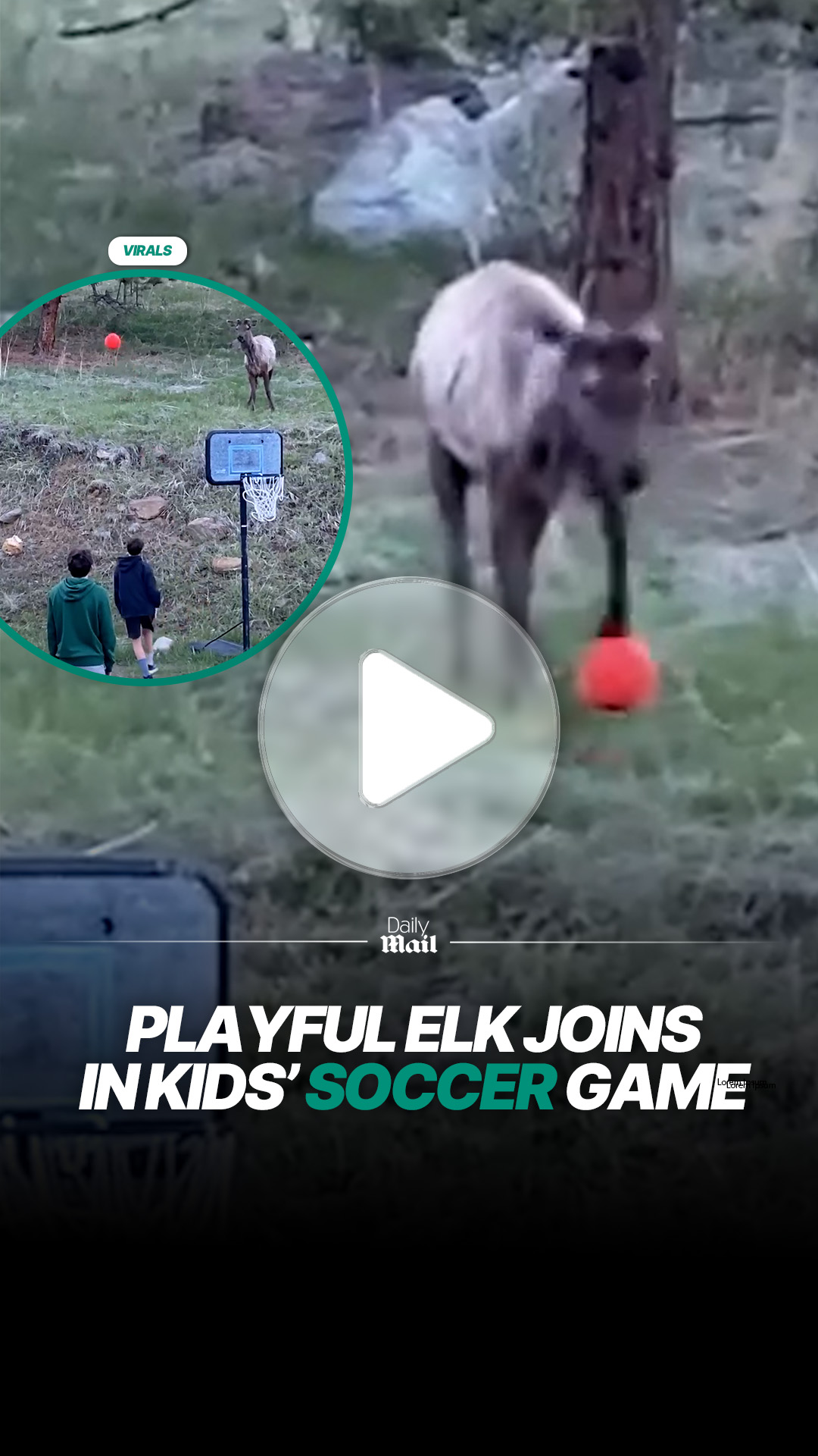 Playful elk joins children during casual soccer game