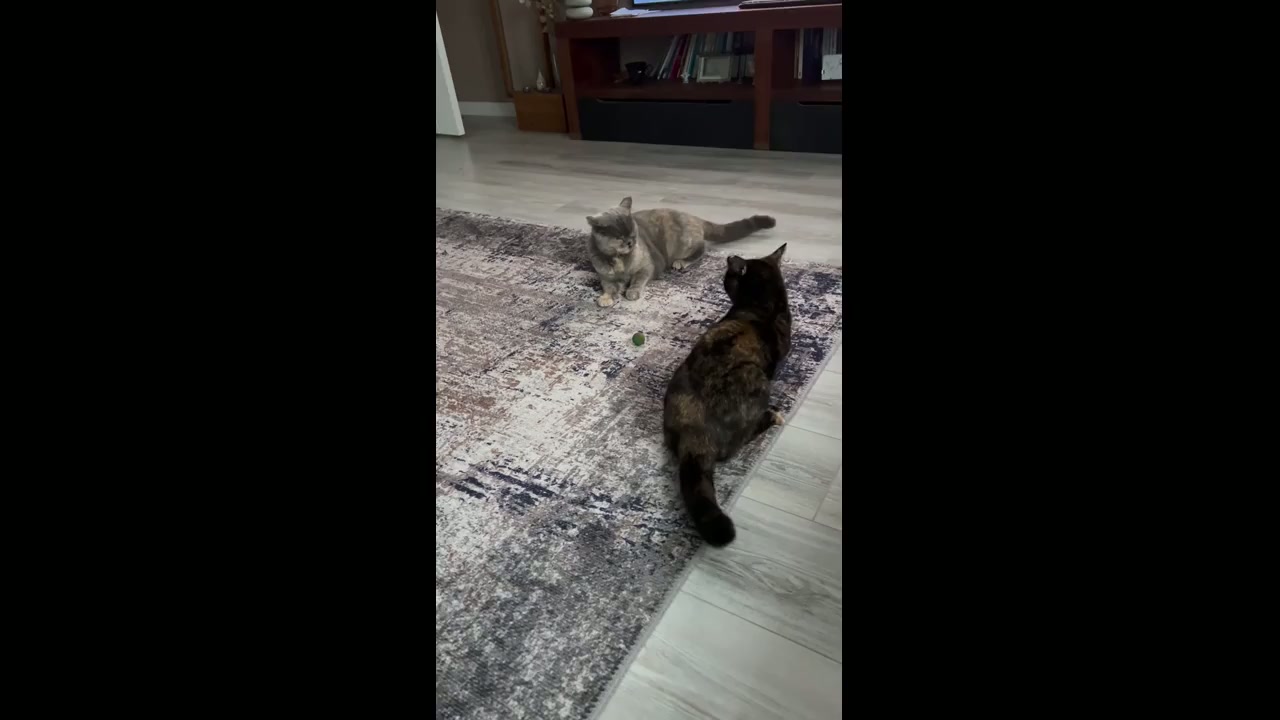 British Shorthair cats playfully dispute over ball in Bursa, Turkey