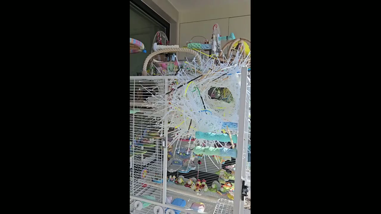 Parrots build elaborate nest from zip ties in Zhejiang, China
