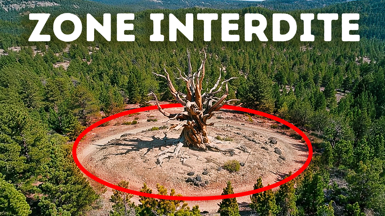 L’arbre le plus ancien du monde est gardé secret aux États-Unis, mais ...