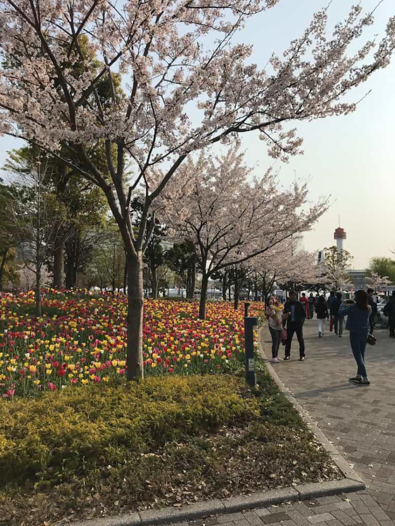 Where to see cherry blossoms in Tokyo in 2026