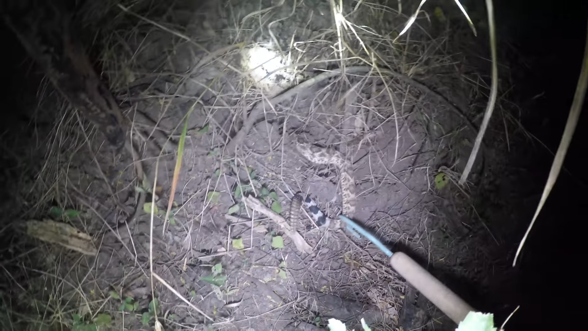 One step too close… a rattlesnake was right there