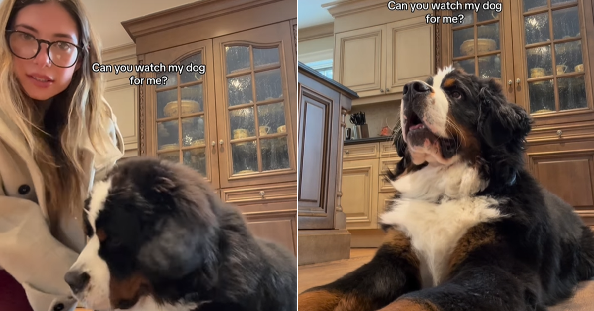 Video: Dog does this after mom leaves him alone with the camera on