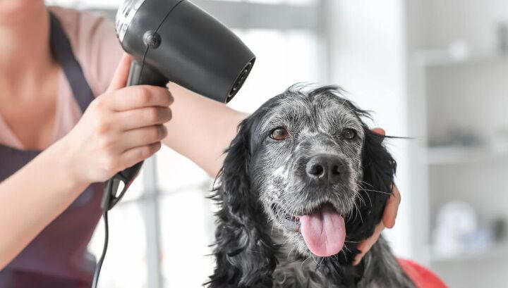 How often should you really bathe your dog?
