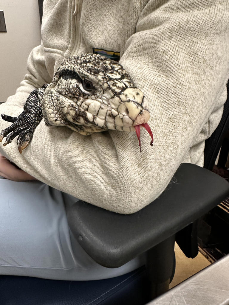 Photos: Man shoveling driveway finds exotic lizard buried under snow