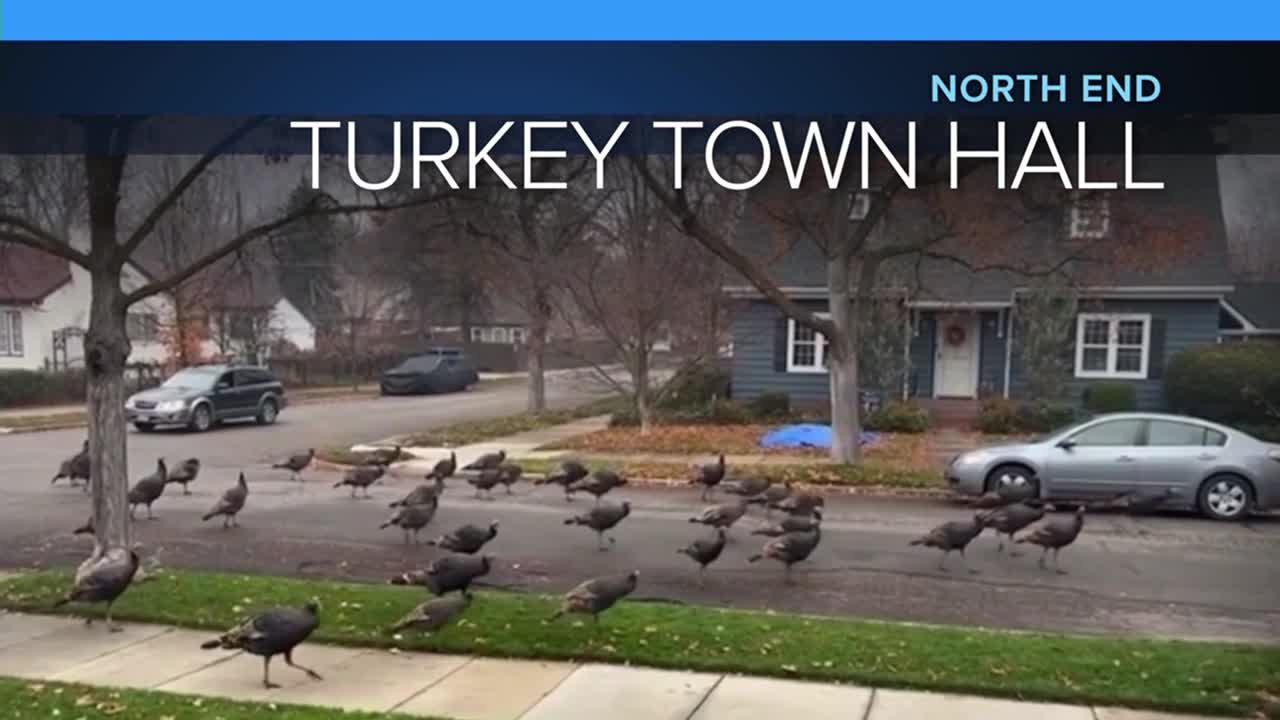 Today in your neighborhood: Turkey Town Hall in Boise & Idaho Sled Dog ...