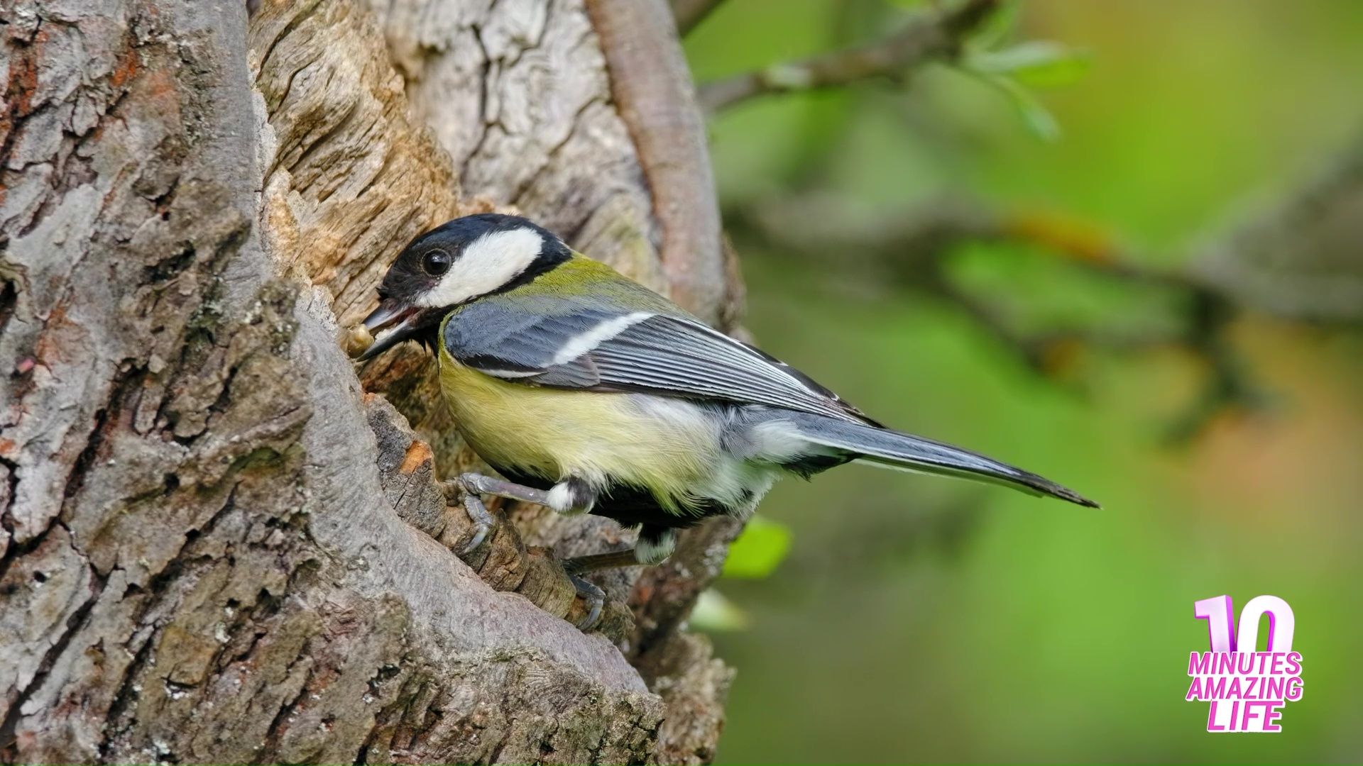 A nesting bird observed during a feeding moment