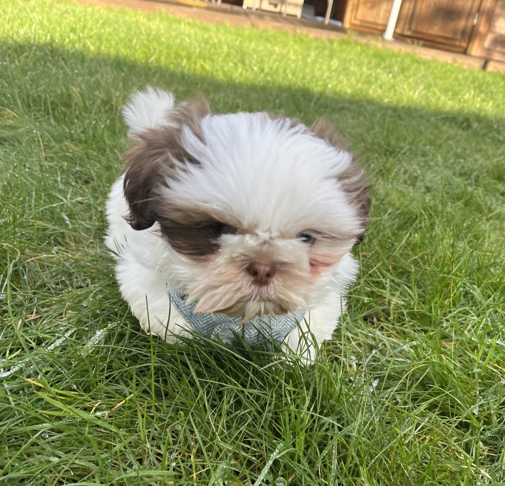 Meet 22 cute dogs and puppies at Holly Hedge looking for a home in ...