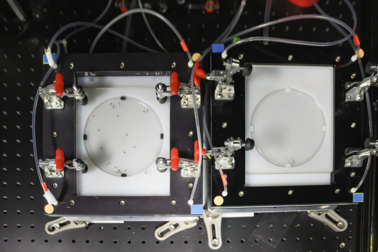 Fruit fly 'Fox' neurons show how brains assign value to food