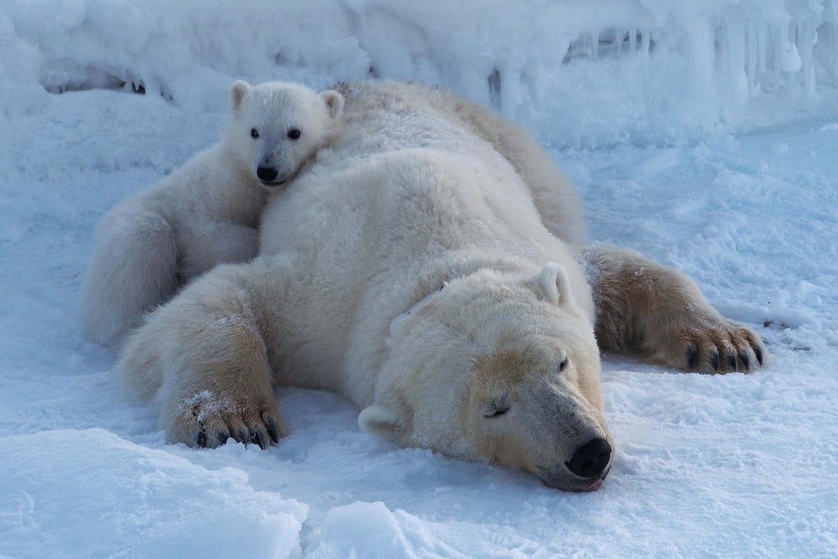 Svalbard’s polar bears keep body condition despite rapid ice loss ...
